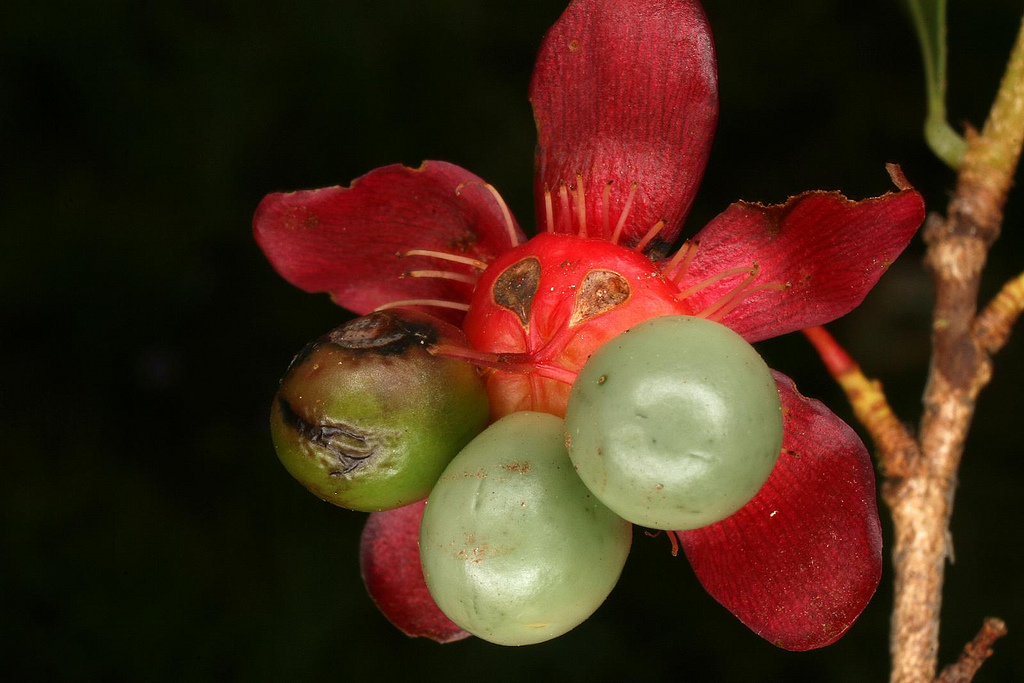 Plantsnap – Identify Plants, Trees, Mushrooms With An App