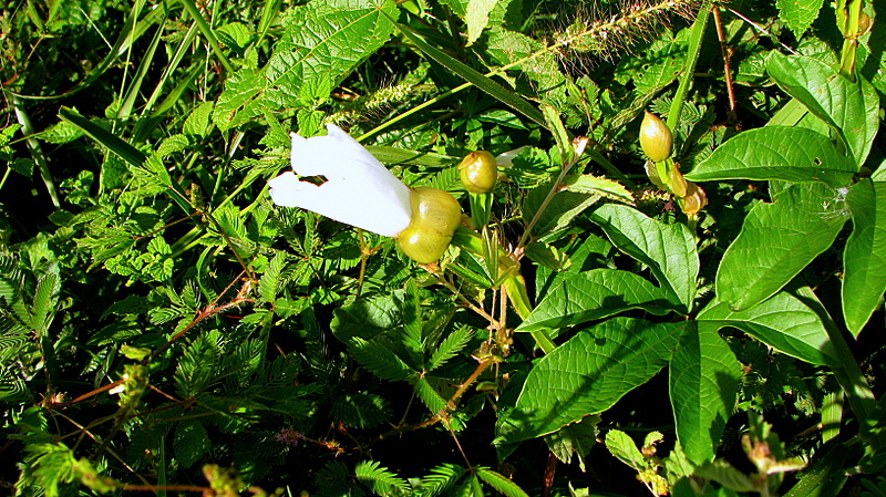 Plantsnap – Identify Plants, Trees, Mushrooms With An App