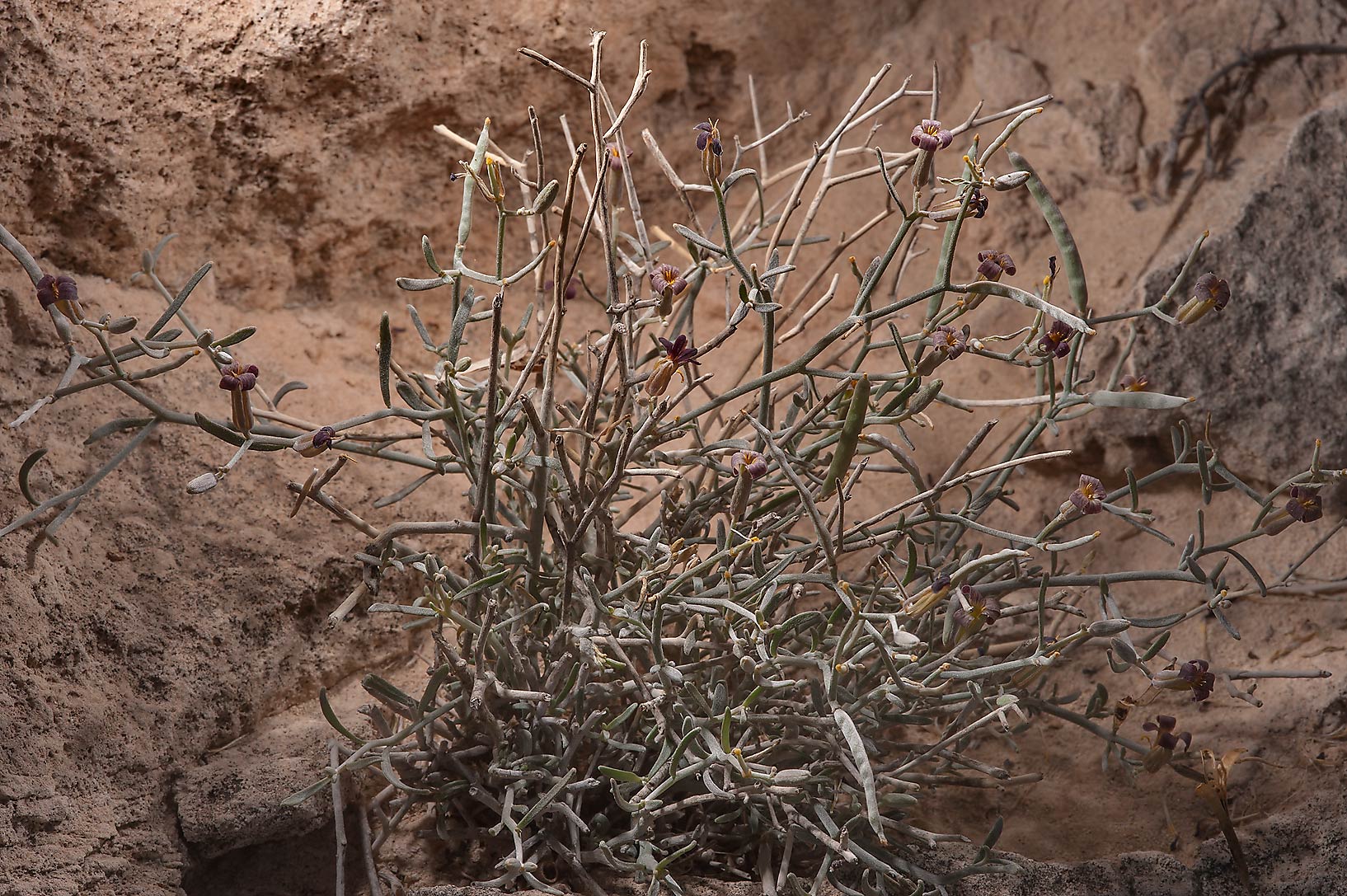 Plantsnap – Identify Plants, Trees, Mushrooms With An App