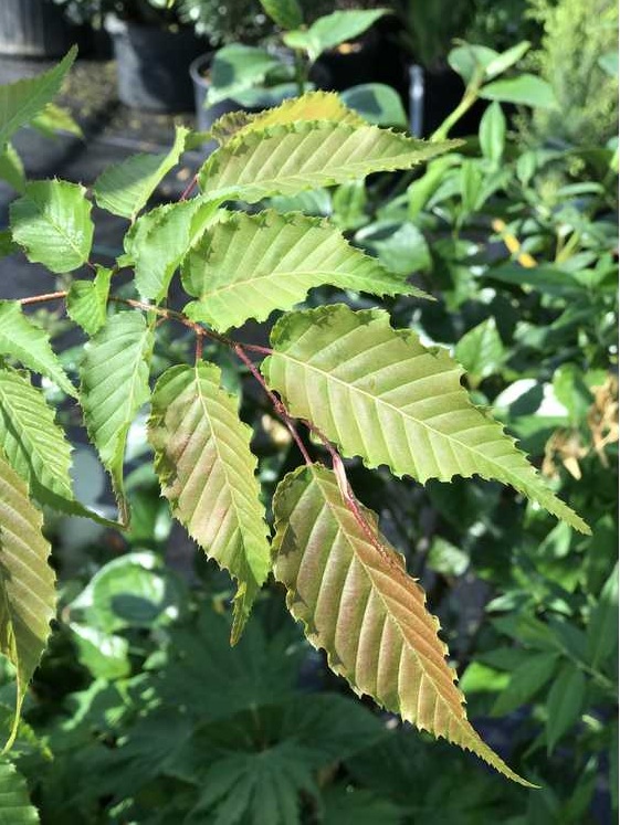 Plantsnap – Identify Plants, Trees, Mushrooms With An App