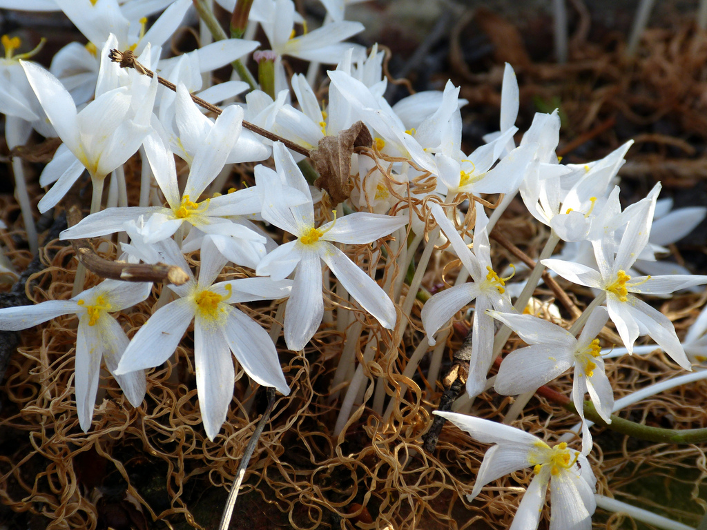 Plantsnap – Identify Plants, Trees, Mushrooms With An App