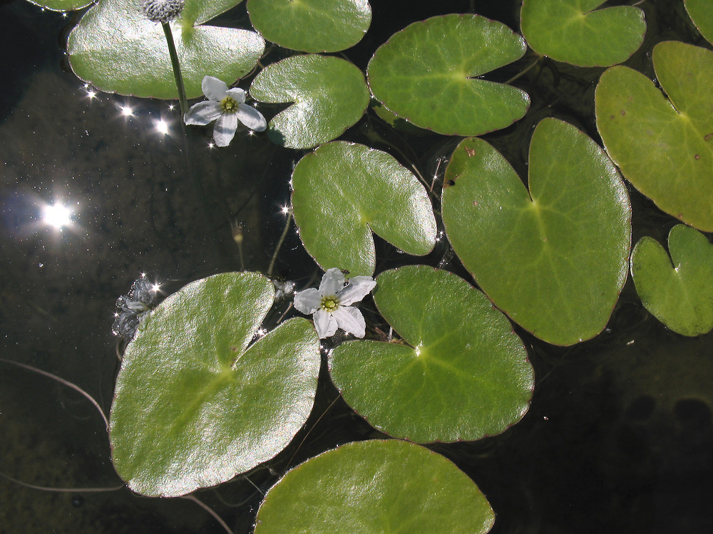 Plantsnap – Identify Plants, Trees, Mushrooms With An App