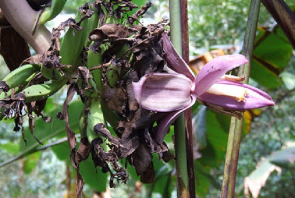 Plantsnap – Identify Plants, Trees, Mushrooms With An App