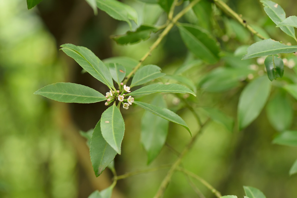 Plantsnap – Identify Plants, Trees, Mushrooms With An App