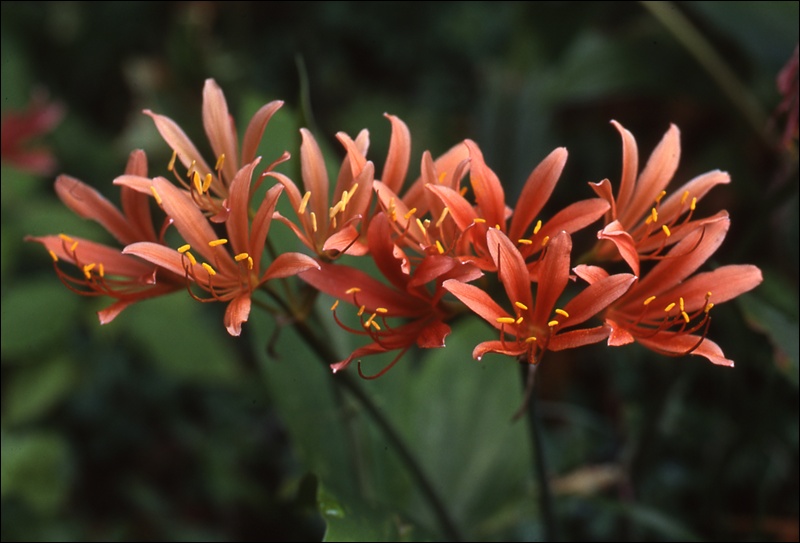 Plantsnap – Identify Plants, Trees, Mushrooms With An App