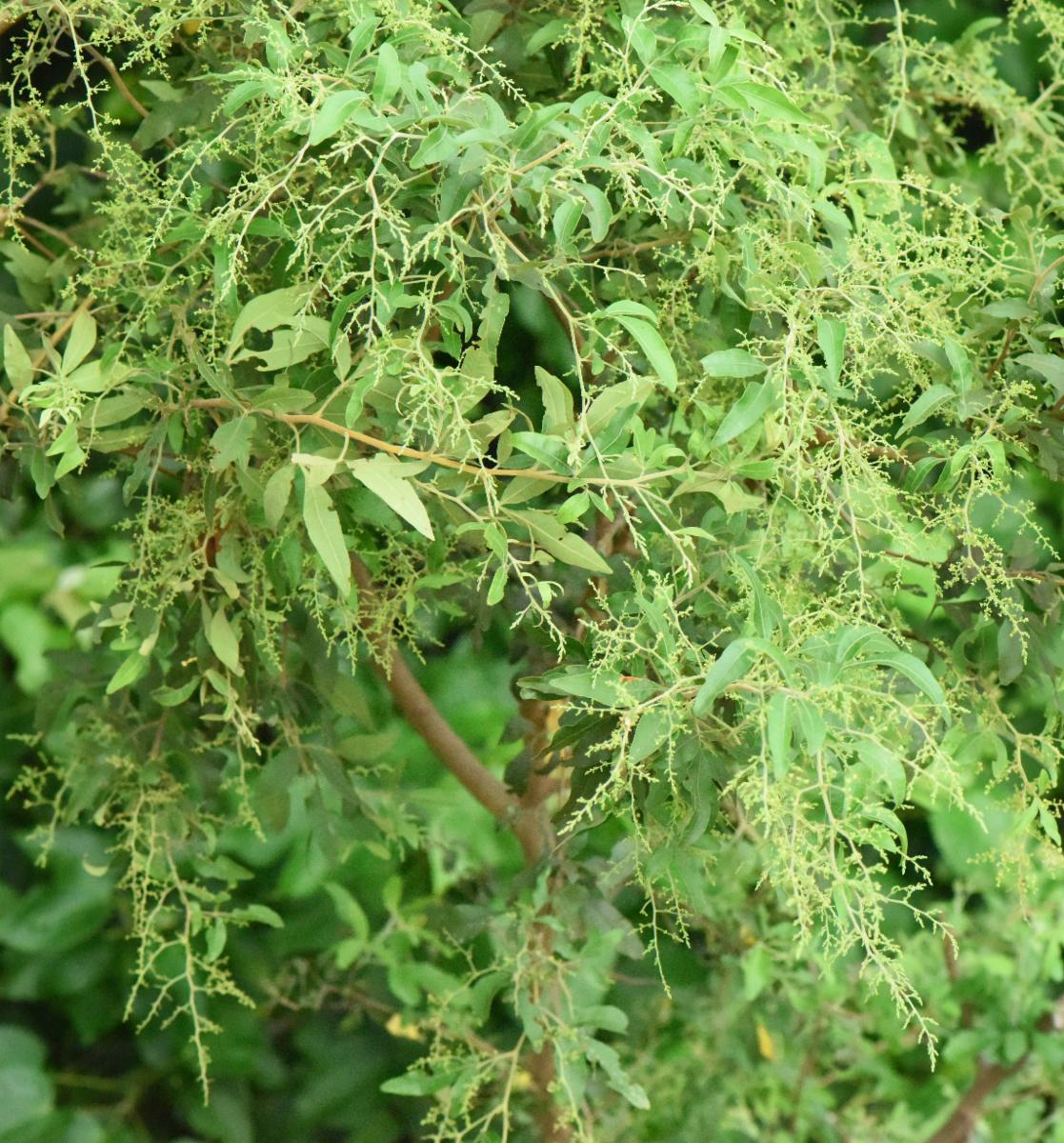 Plantsnap – Identify Plants, Trees, Mushrooms With An App