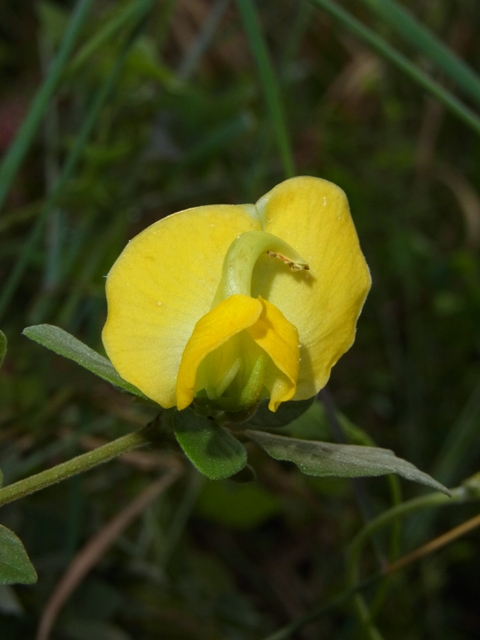 How to care for Podocarp dunbaria - Complete Plant Care Guide ...