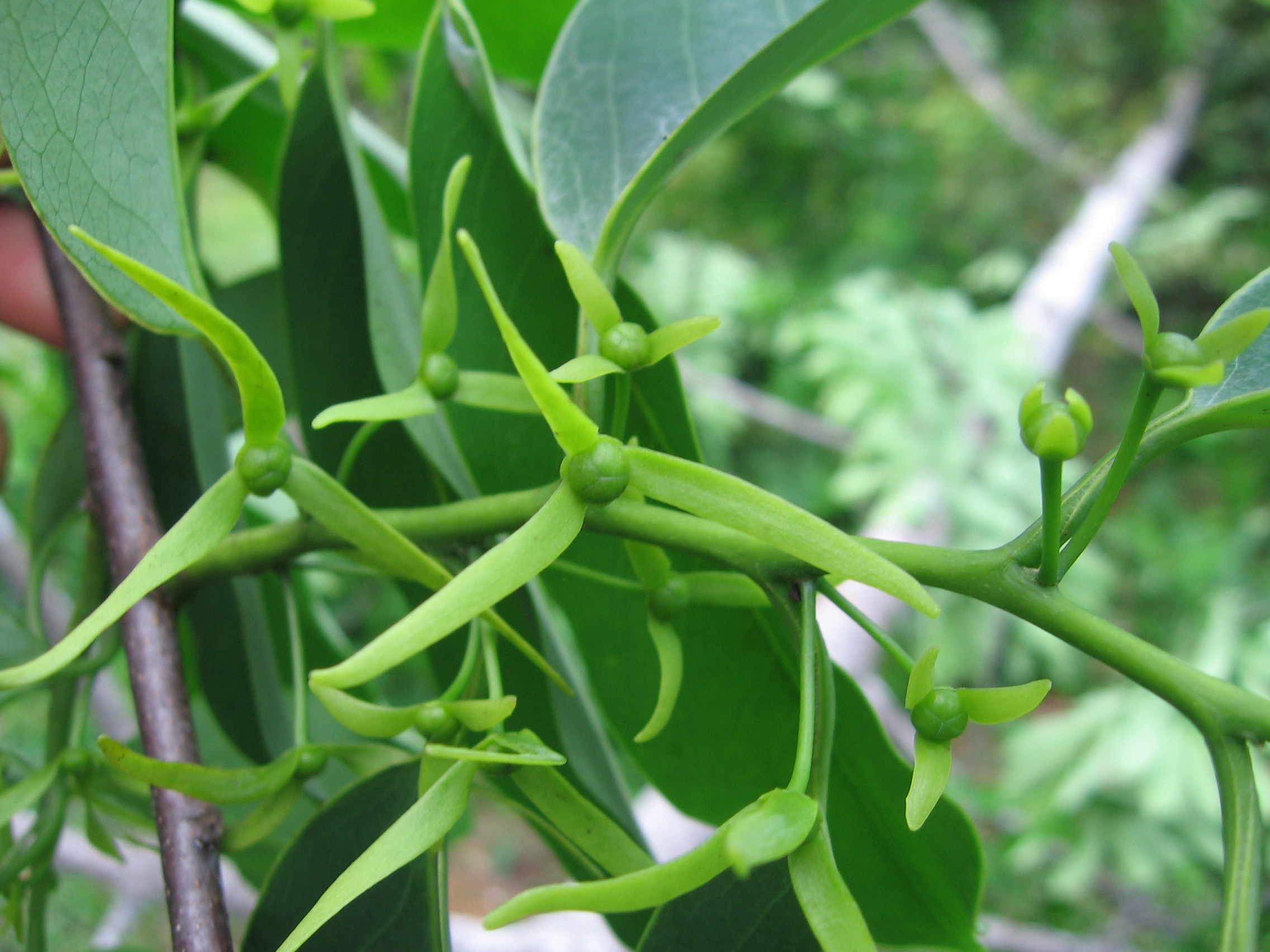 Silkwood - Plantsnap - Identify Plants, Trees, Mushrooms With An App