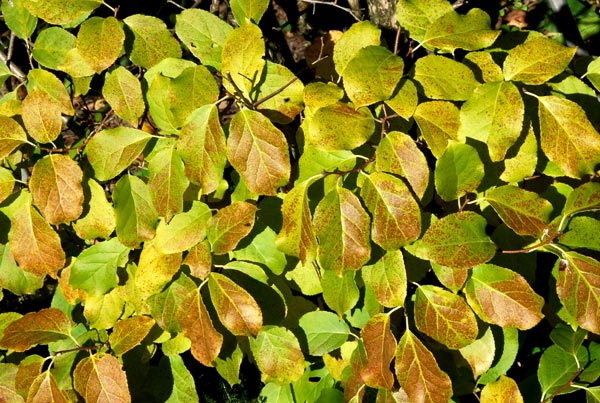 Plantsnap – Identify Plants, Trees, Mushrooms With An App