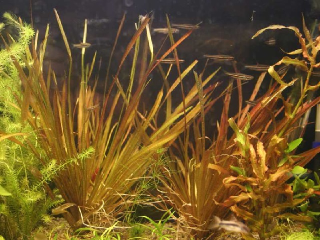 Plantsnap – Identify Plants, Trees, Mushrooms With An App