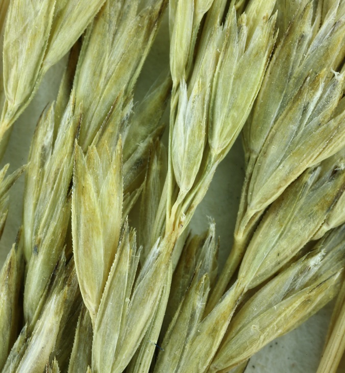 How to care for Yunnan false oat - Complete Plant Care Guide ...