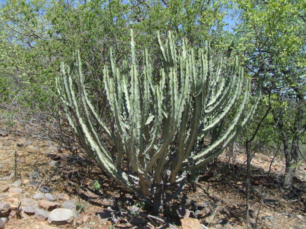 Plantsnap – Identify Plants, Trees, Mushrooms With An App