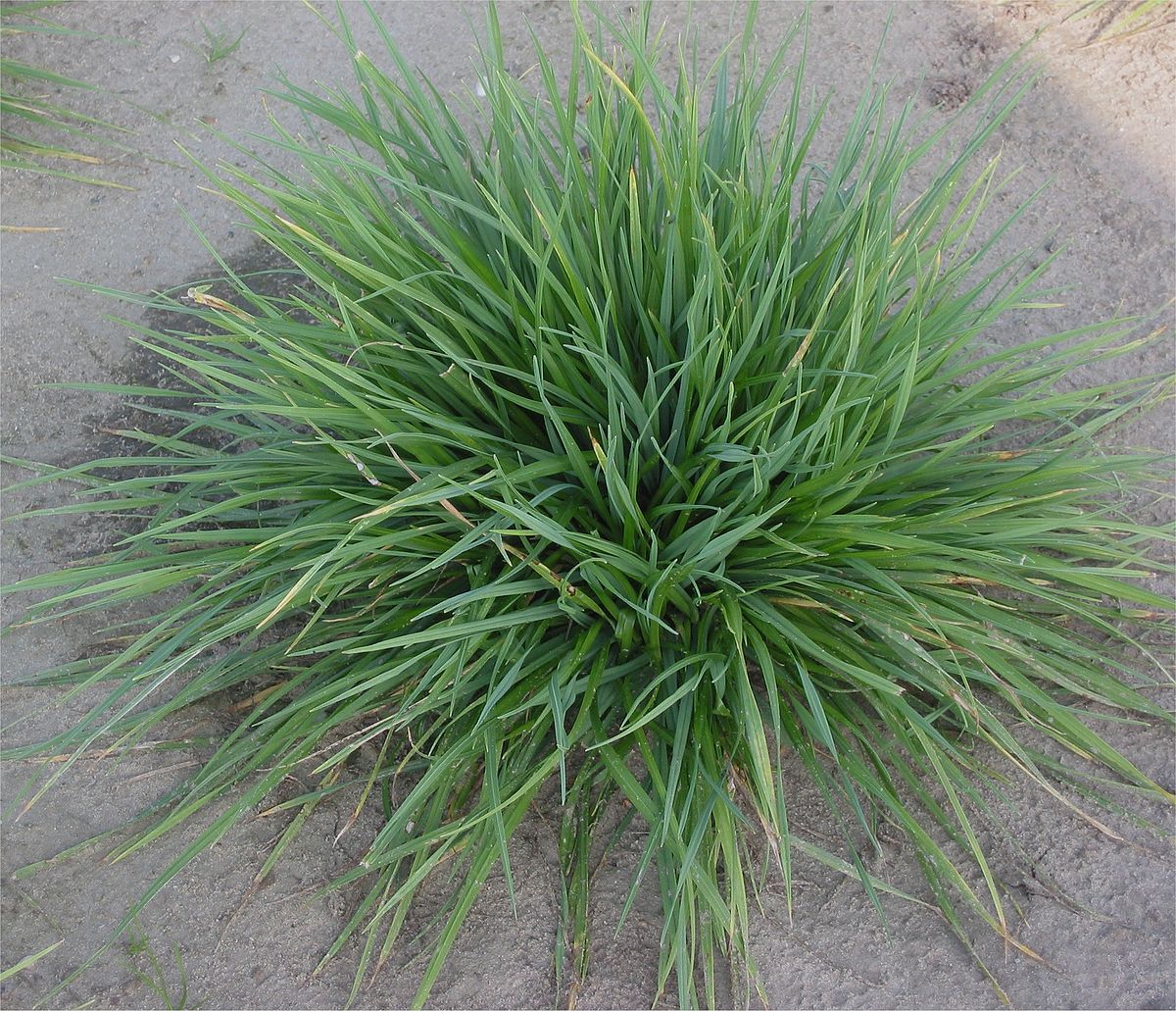 Plantsnap – Identify Plants, Trees, Mushrooms With An App