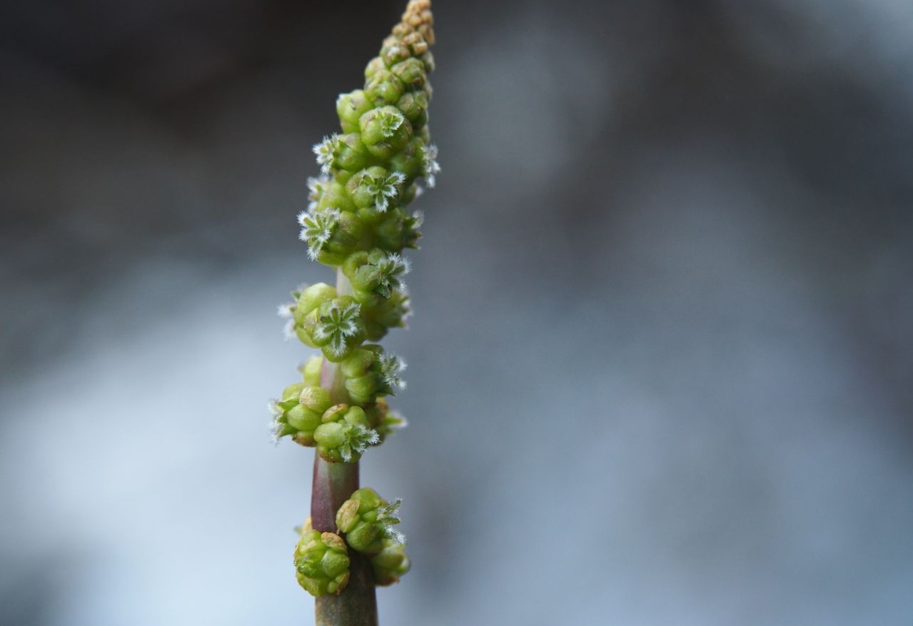 Plantsnap – Identify Plants, Trees, Mushrooms With An App