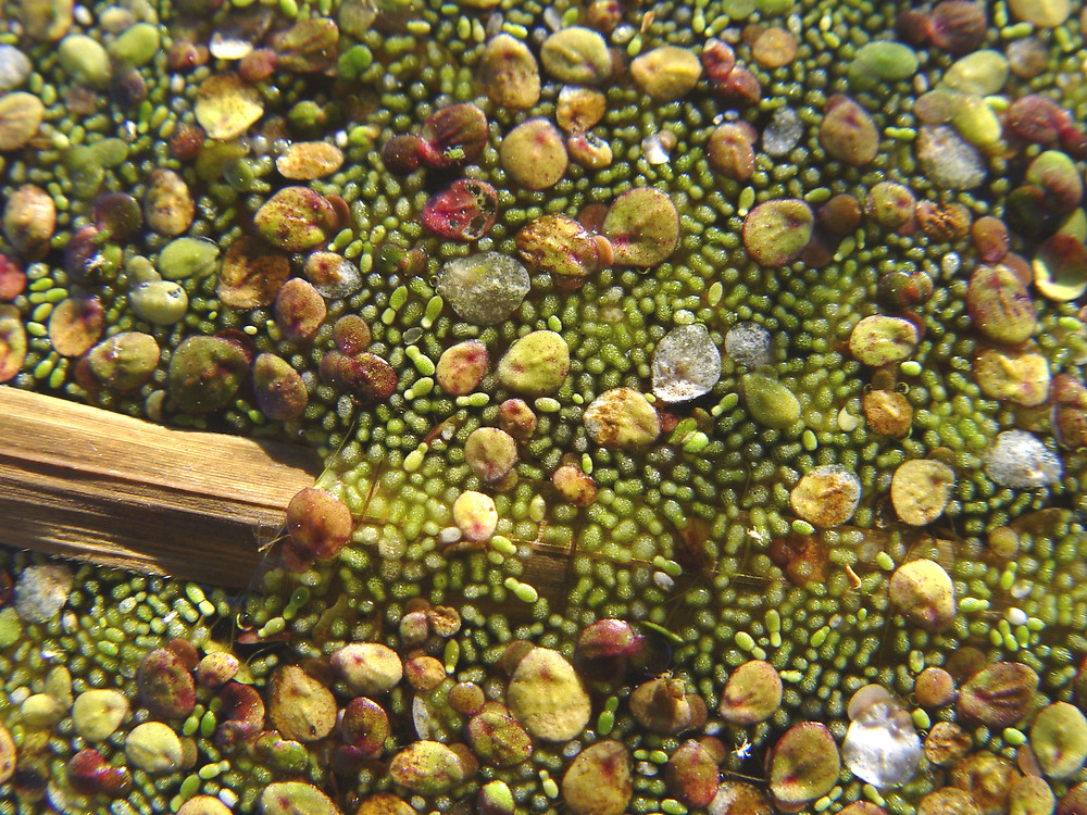 Plantsnap – Identify Plants, Trees, Mushrooms With An App