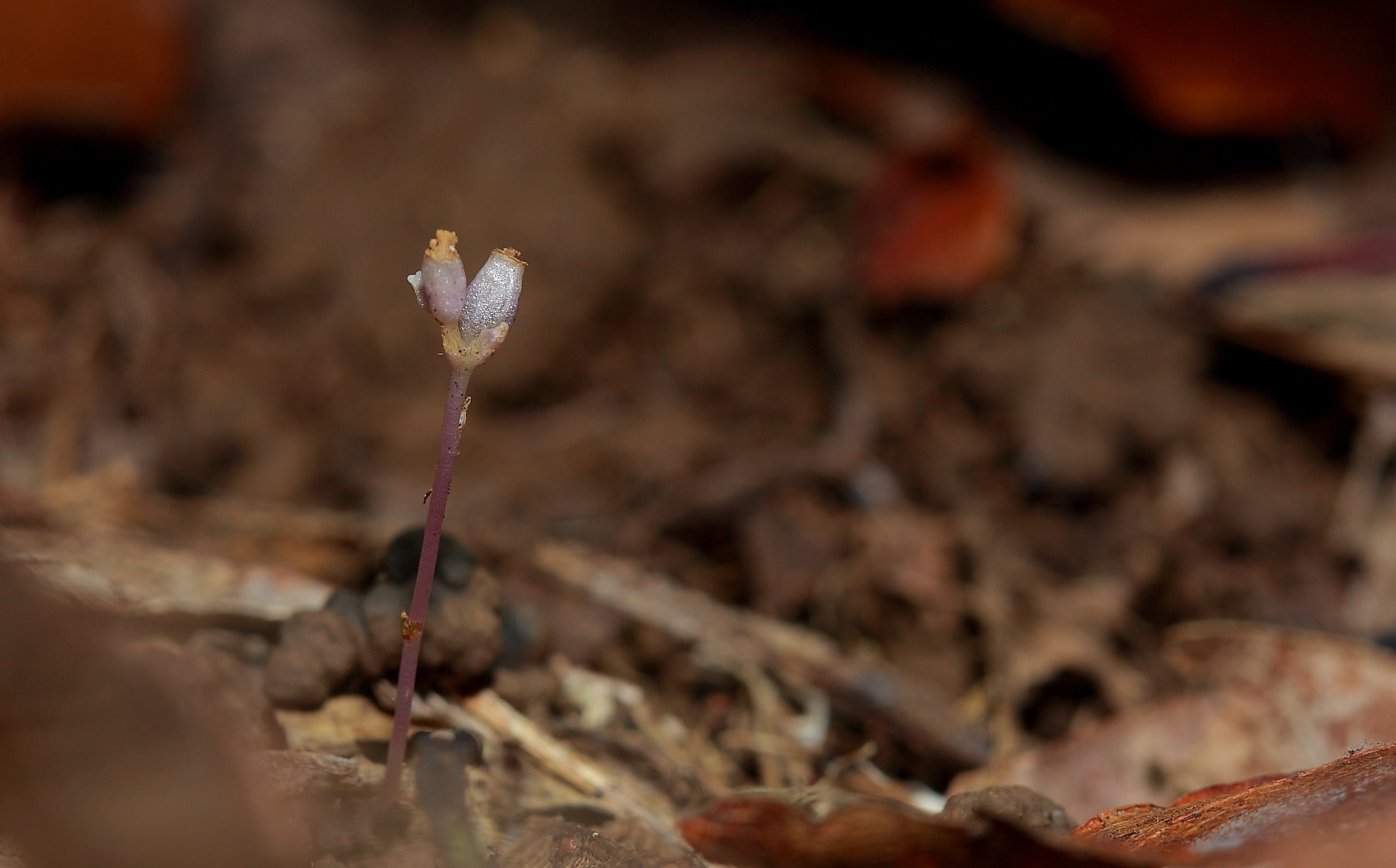 How to care for Leafless gymnosiphon - Complete Plant Care Guide ...