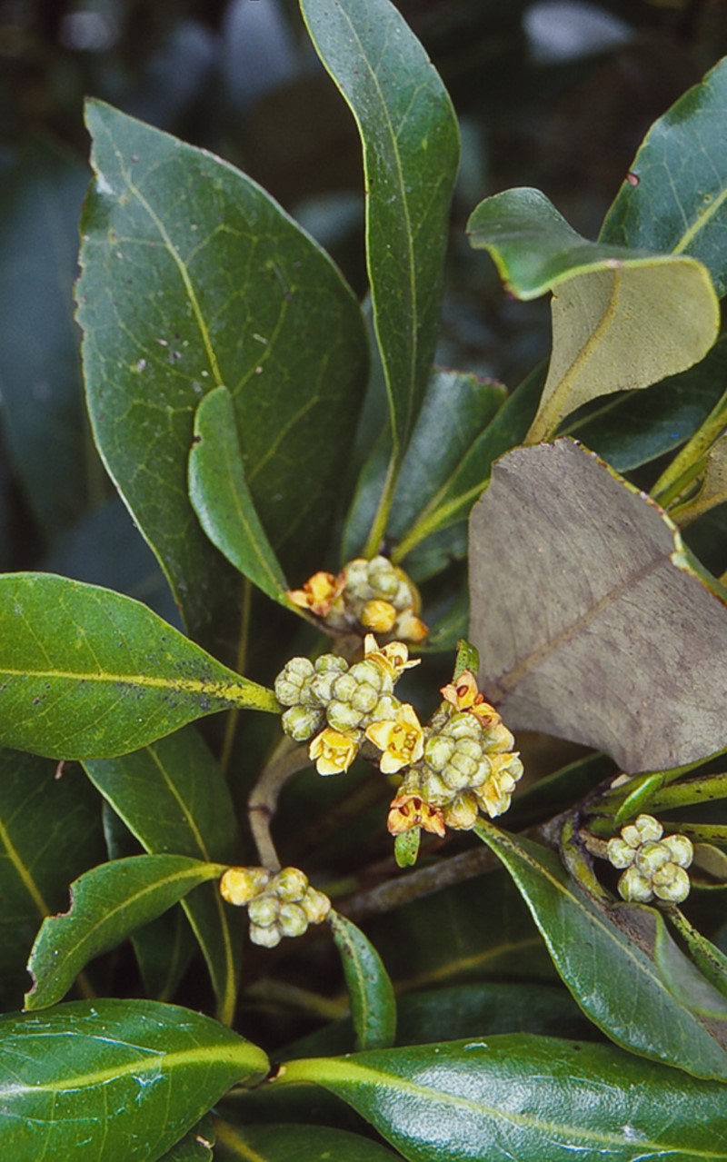 Plantsnap – Identify Plants, Trees, Mushrooms With An App