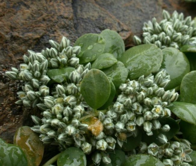 Plantsnap – Identify Plants, Trees, Mushrooms With An App