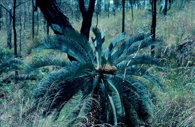 Plantsnap – Identify Plants, Trees, Mushrooms With An App