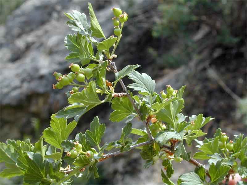 Plantsnap – Identify Plants, Trees, Mushrooms With An App