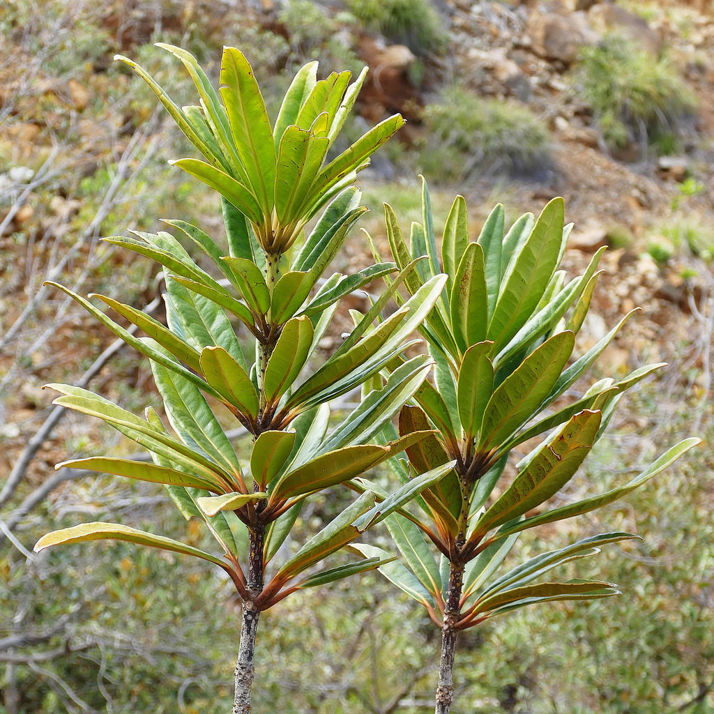 Plantsnap – Identify Plants, Trees, Mushrooms With An App
