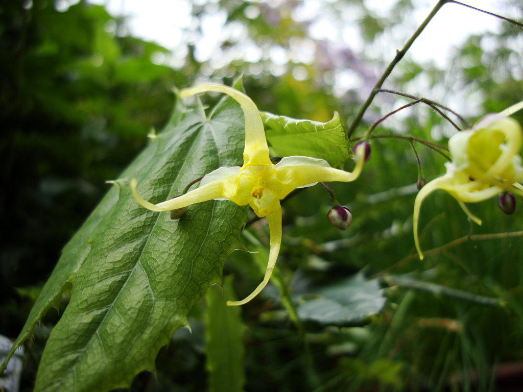 Plantsnap – Identify Plants, Trees, Mushrooms With An App