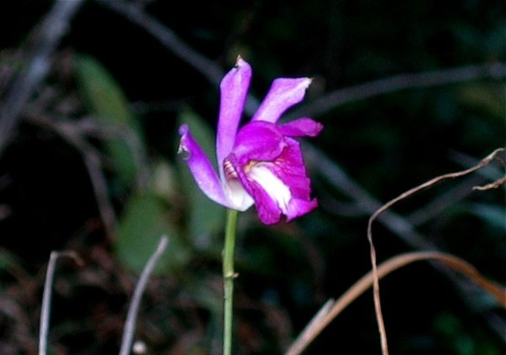 Plantsnap – Identify Plants, Trees, Mushrooms With An App