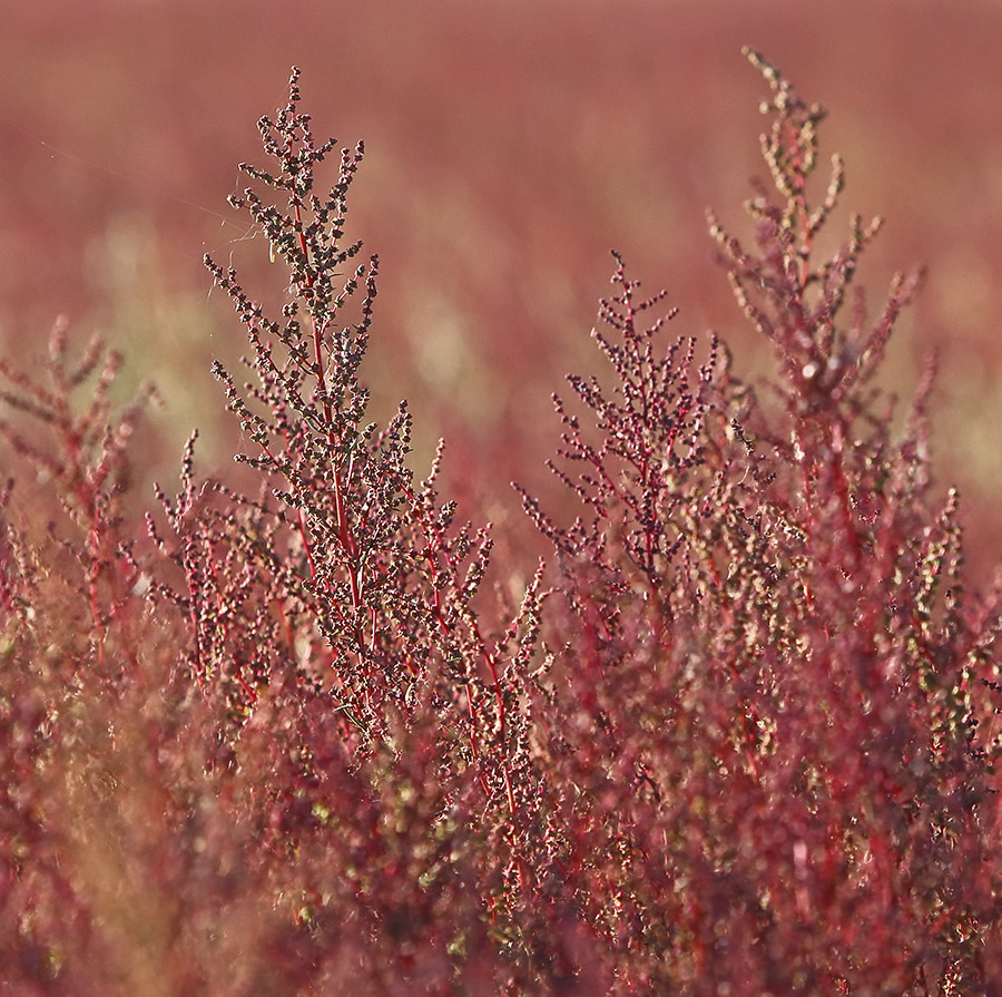 Plantsnap – Identify Plants, Trees, Mushrooms With An App