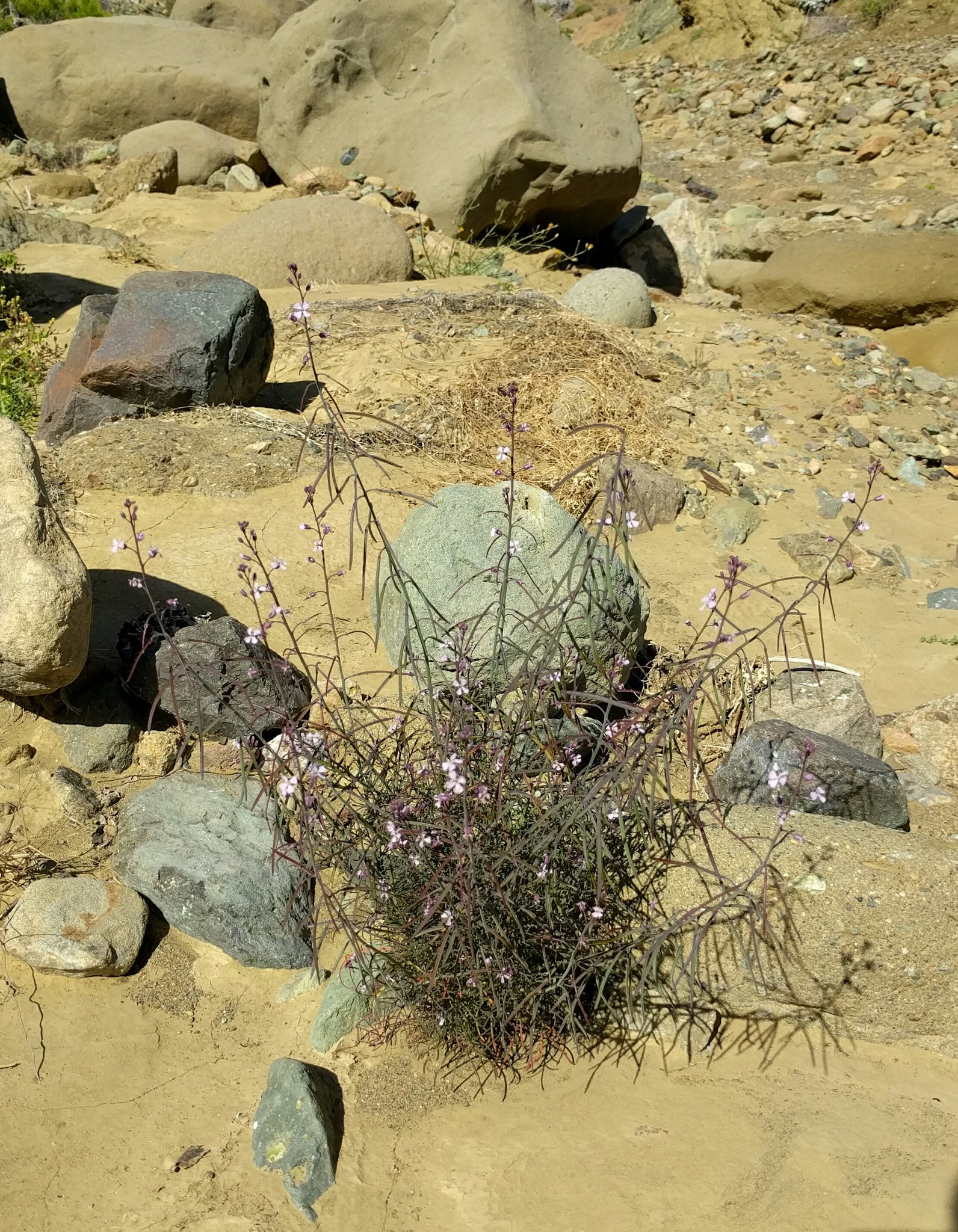 Plantsnap – Identify Plants, Trees, Mushrooms With An App