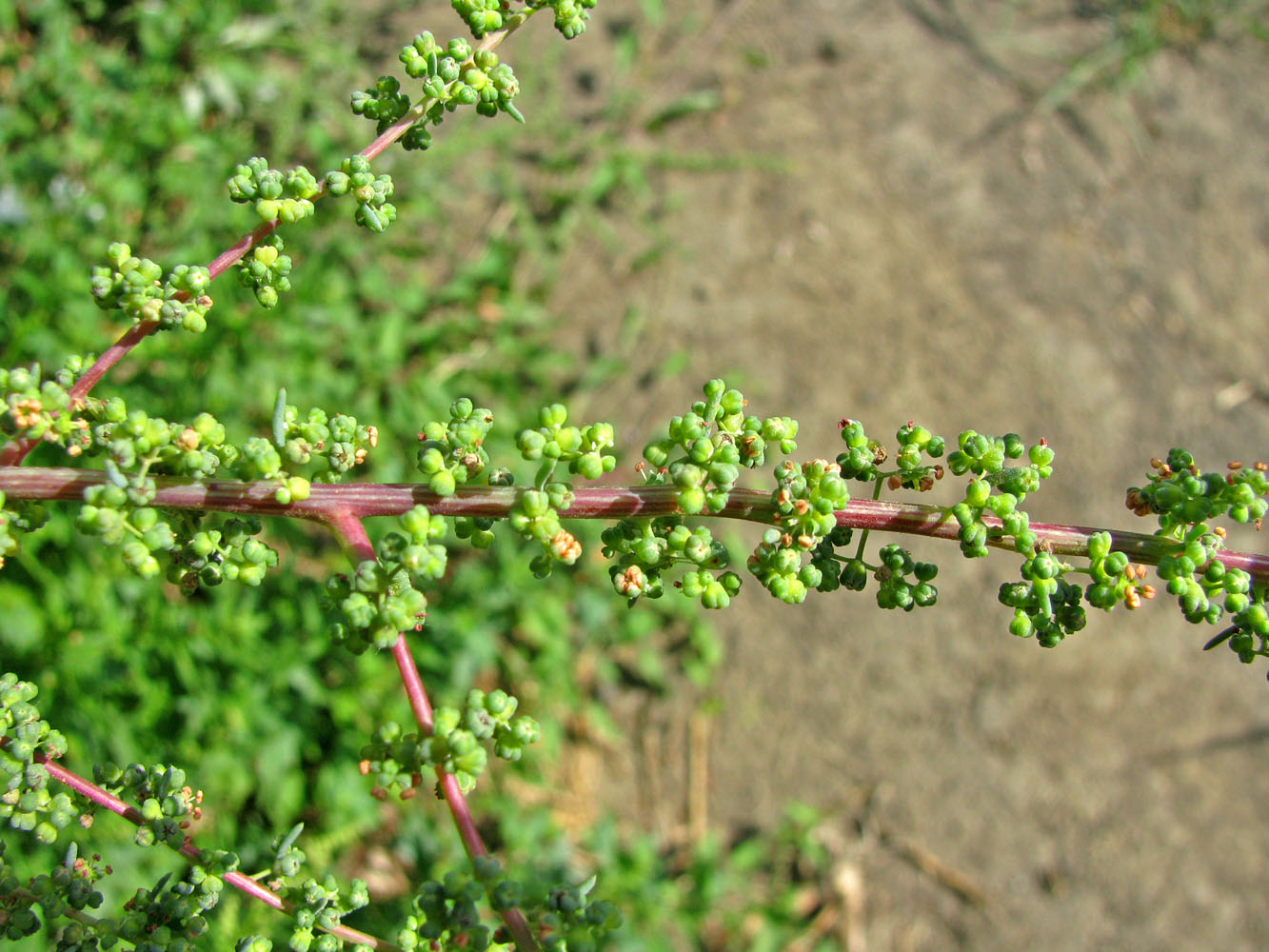 Plantsnap – Identify Plants, Trees, Mushrooms With An App