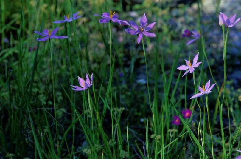 Plantsnap – Identify Plants, Trees, Mushrooms With An App