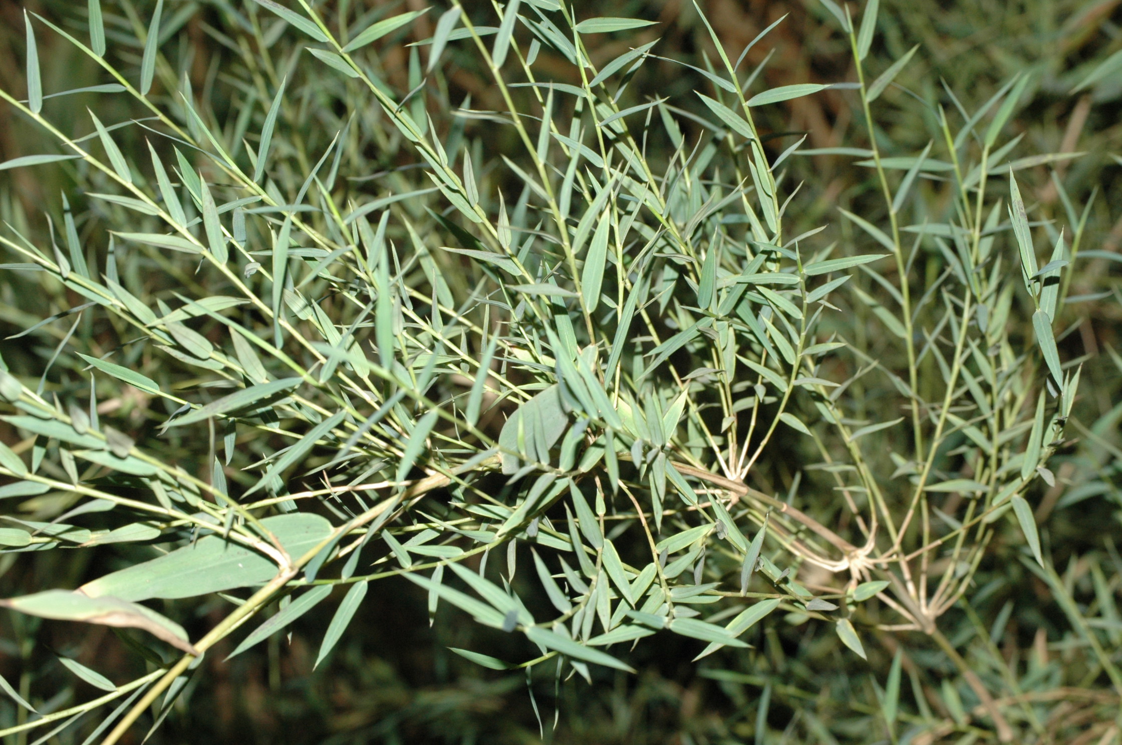 Plantsnap – Identify Plants, Trees, Mushrooms With An App