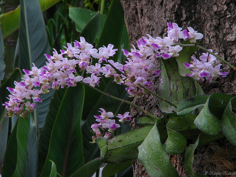 Plantsnap – Identify Plants, Trees, Mushrooms With An App