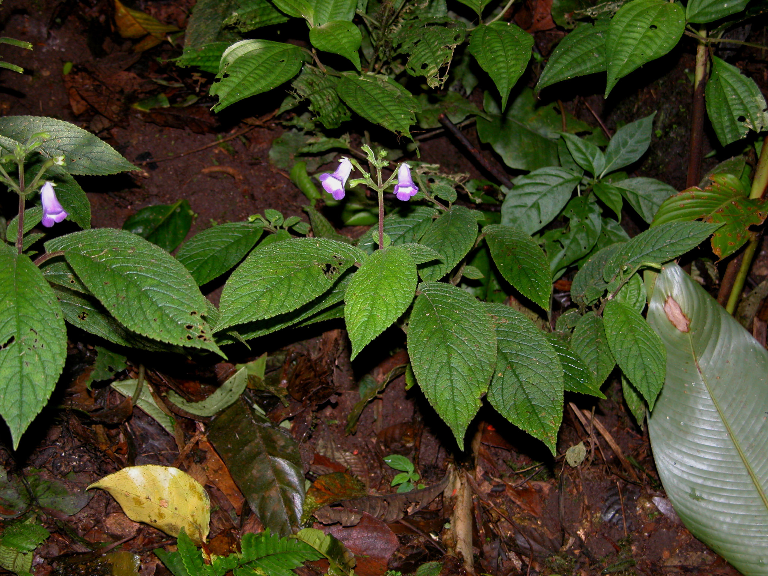 How to care for Panama monopyle - Complete Plant Care Guide | PlantSnap ...