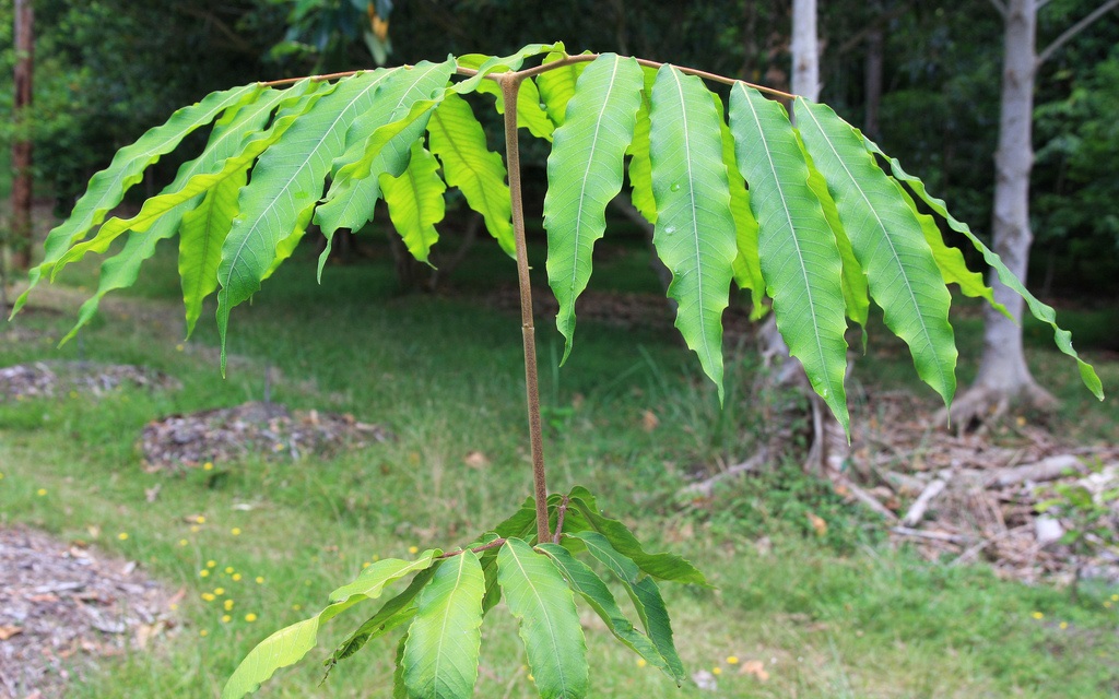 Plantsnap – Identify Plants, Trees, Mushrooms With An App