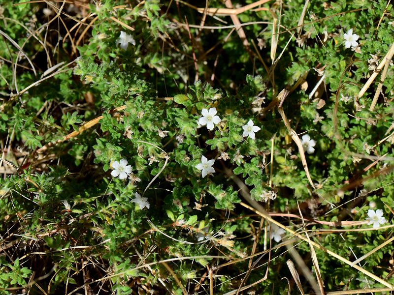 Plantsnap – Identify Plants, Trees, Mushrooms With An App