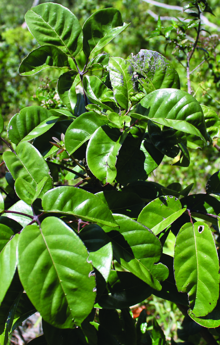 Plantsnap – Identify Plants, Trees, Mushrooms With An App