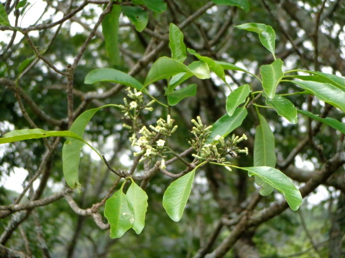 Plantsnap – Identify Plants, Trees, Mushrooms With An App