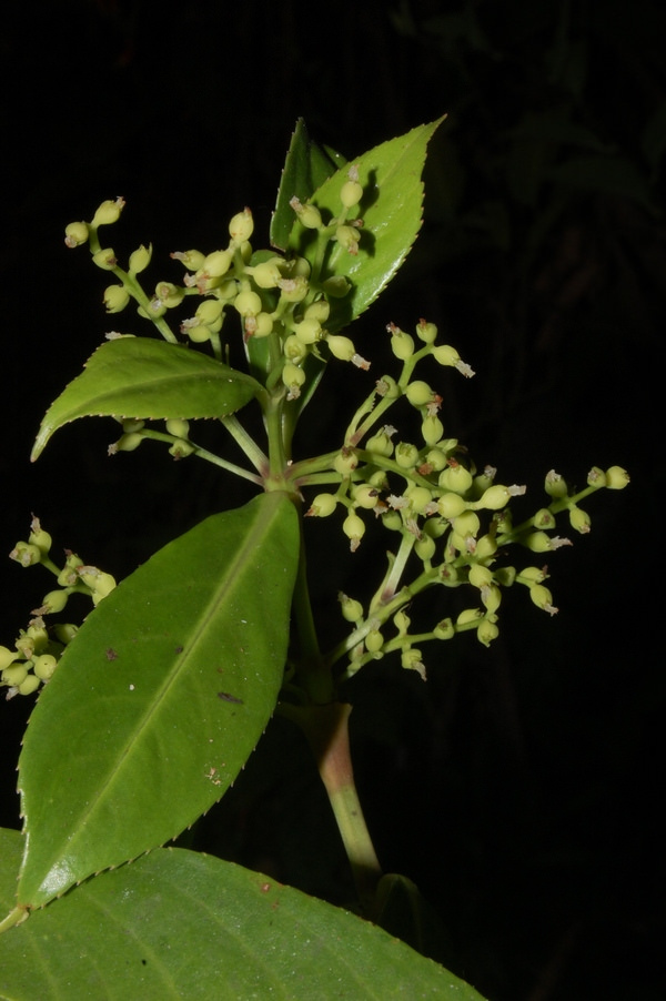 Plantsnap – Identify Plants, Trees, Mushrooms With An App