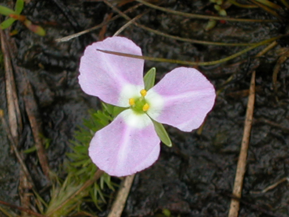 Plantsnap – Identify Plants, Trees, Mushrooms With An App