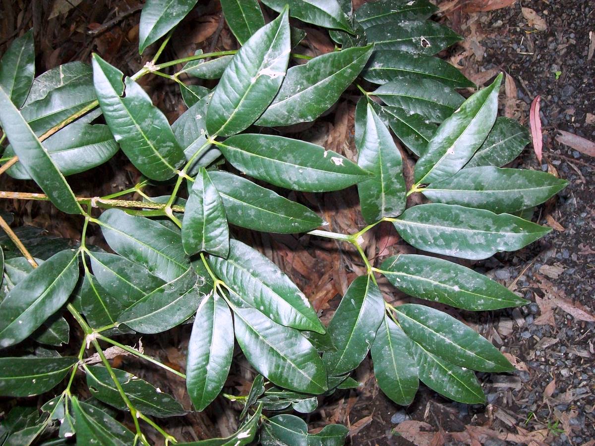 Plantsnap – Identify Plants, Trees, Mushrooms With An App