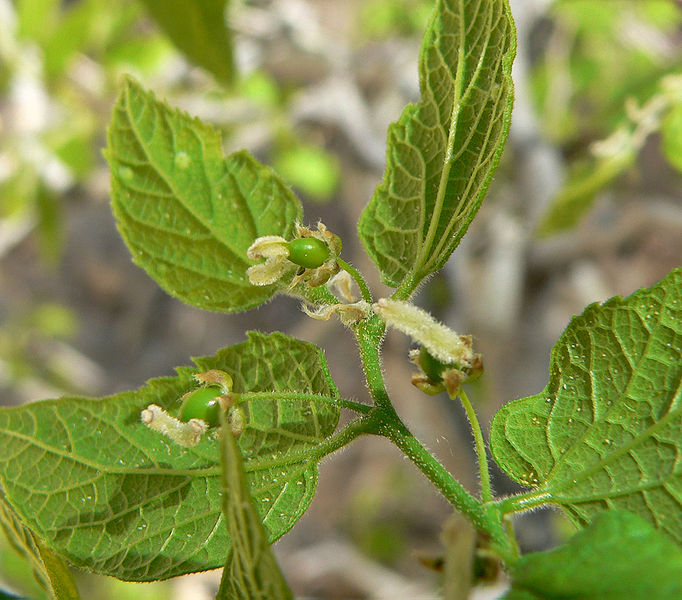 Plantsnap – Identify Plants, Trees, Mushrooms With An App