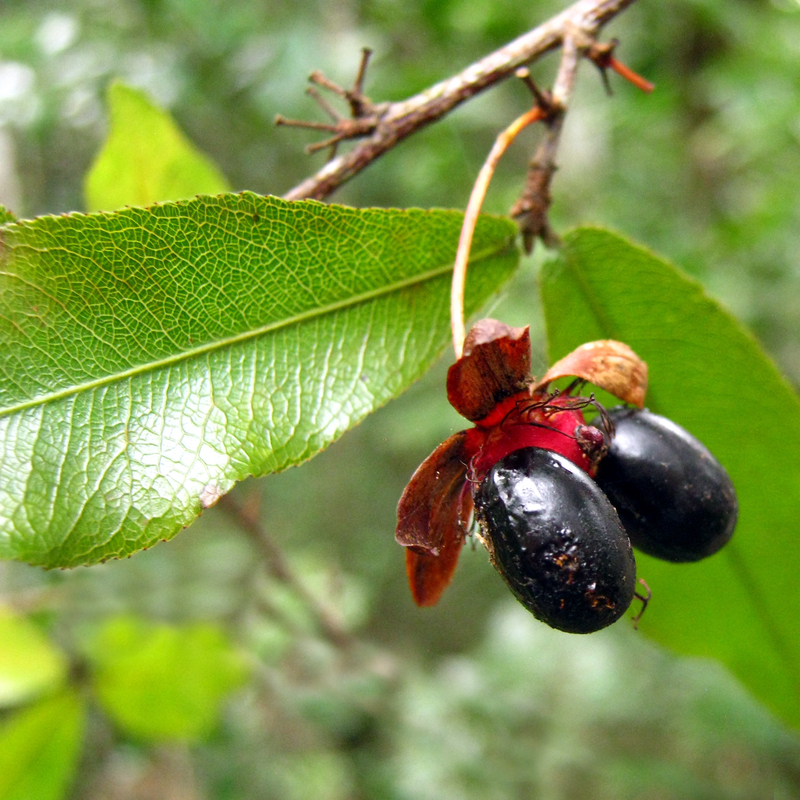 Plantsnap – Identify Plants, Trees, Mushrooms With An App