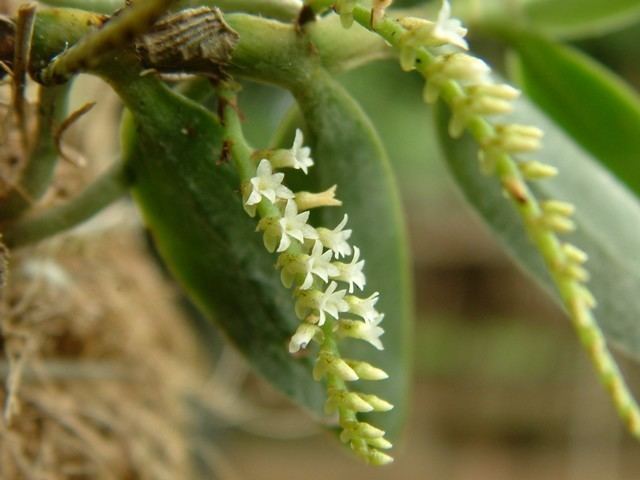 How to care for Kuntz's campylocentrum - Complete Plant Care Guide ...