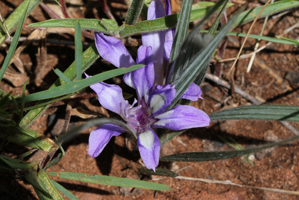 Plantsnap – Identify Plants, Trees, Mushrooms With An App