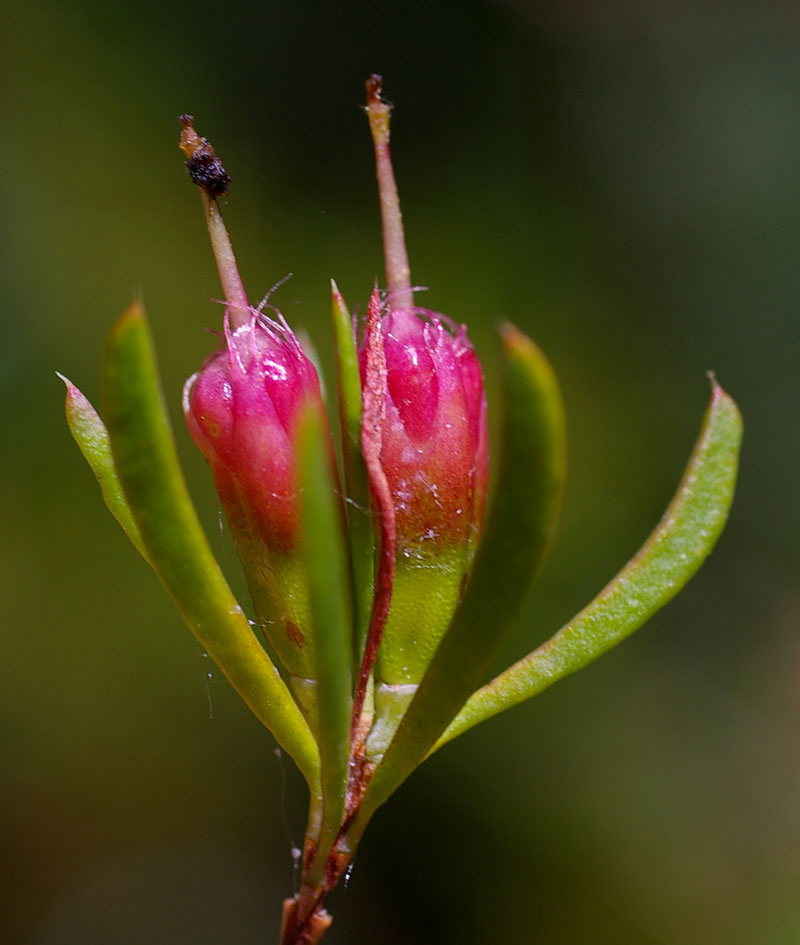 Plantsnap – Identify Plants, Trees, Mushrooms With An App