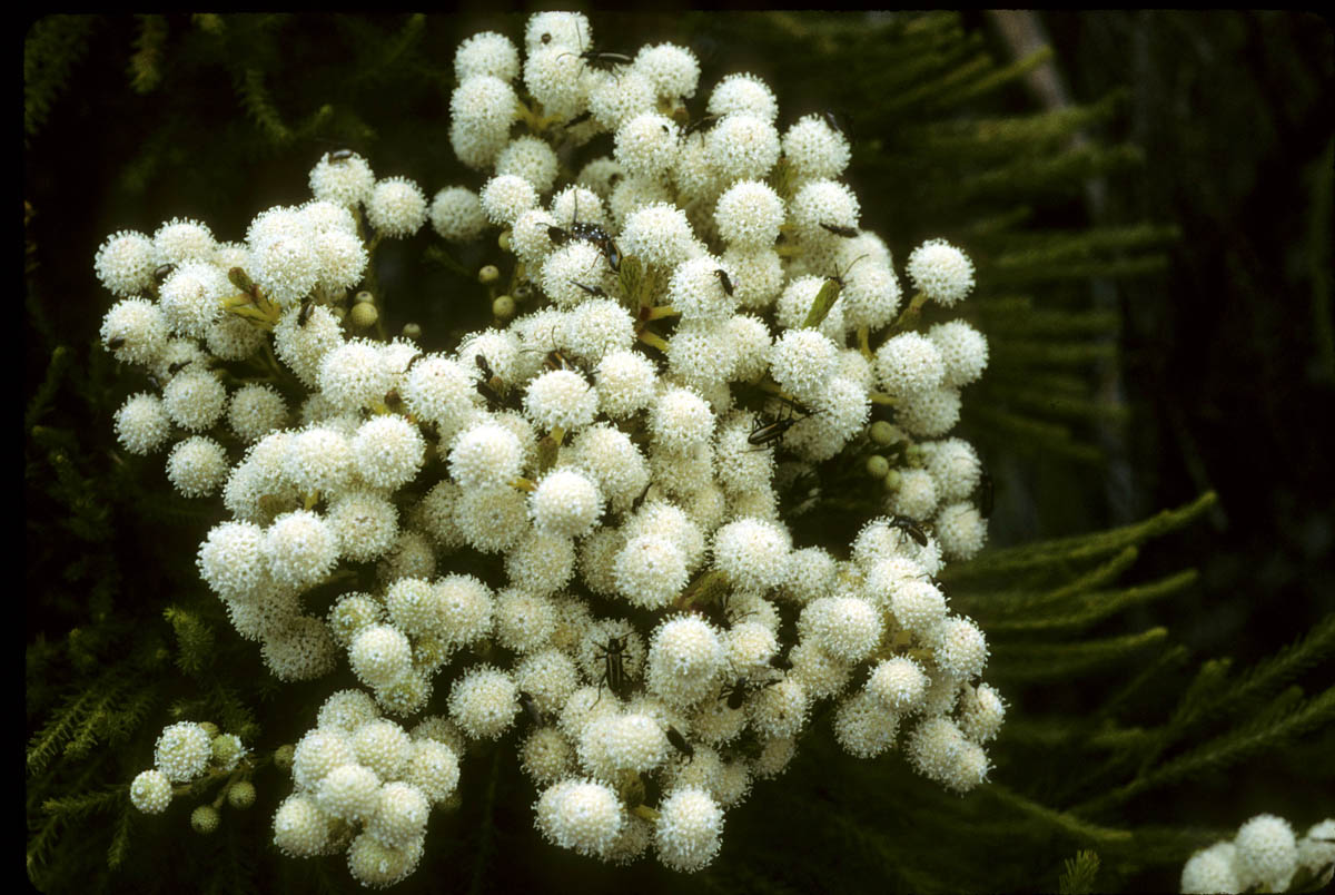 Plantsnap – Identify Plants, Trees, Mushrooms With An App