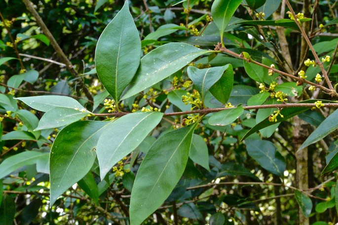 Plantsnap – Identify Plants, Trees, Mushrooms With An App