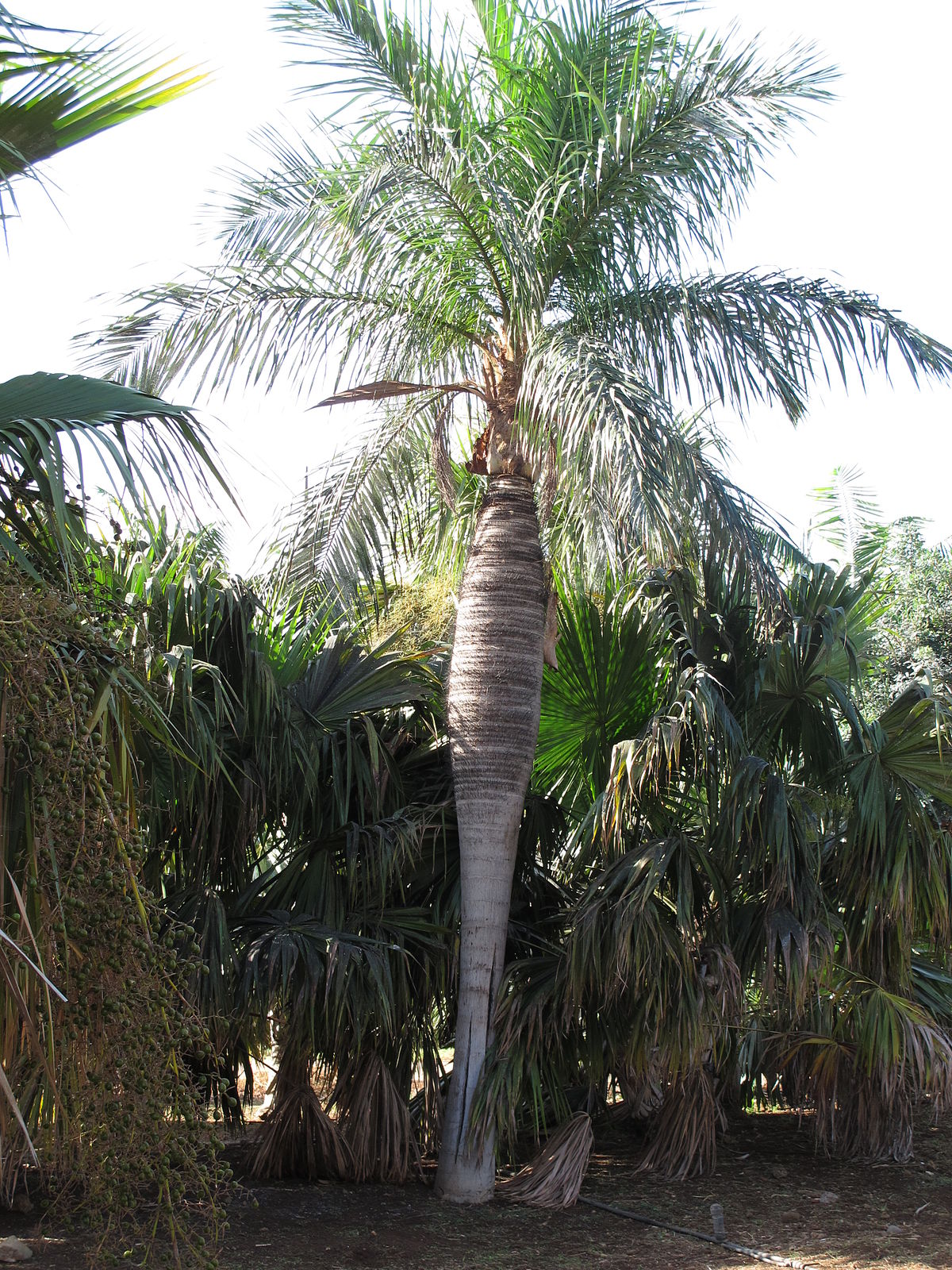 Plantsnap – Identify Plants, Trees, Mushrooms With An App