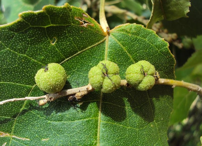 Sand croton - Plantsnap - Identify Plants, Trees, Mushrooms With An App